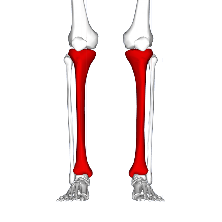 Tibia_-_frontal_view2 - Coffs Harbour Podiatry - Podiatry Coffs Coast
